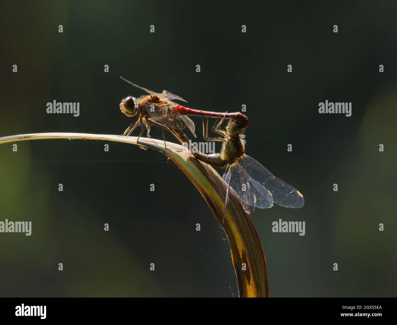 Common Darter Dragonfly - pair mating Sympetrum striolatum Great Leighs ...