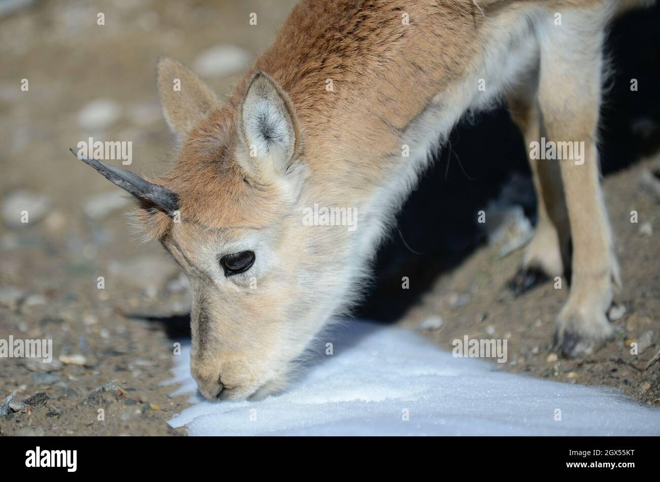 Tibetan antelope migration hi-res stock photography and images - Alamy