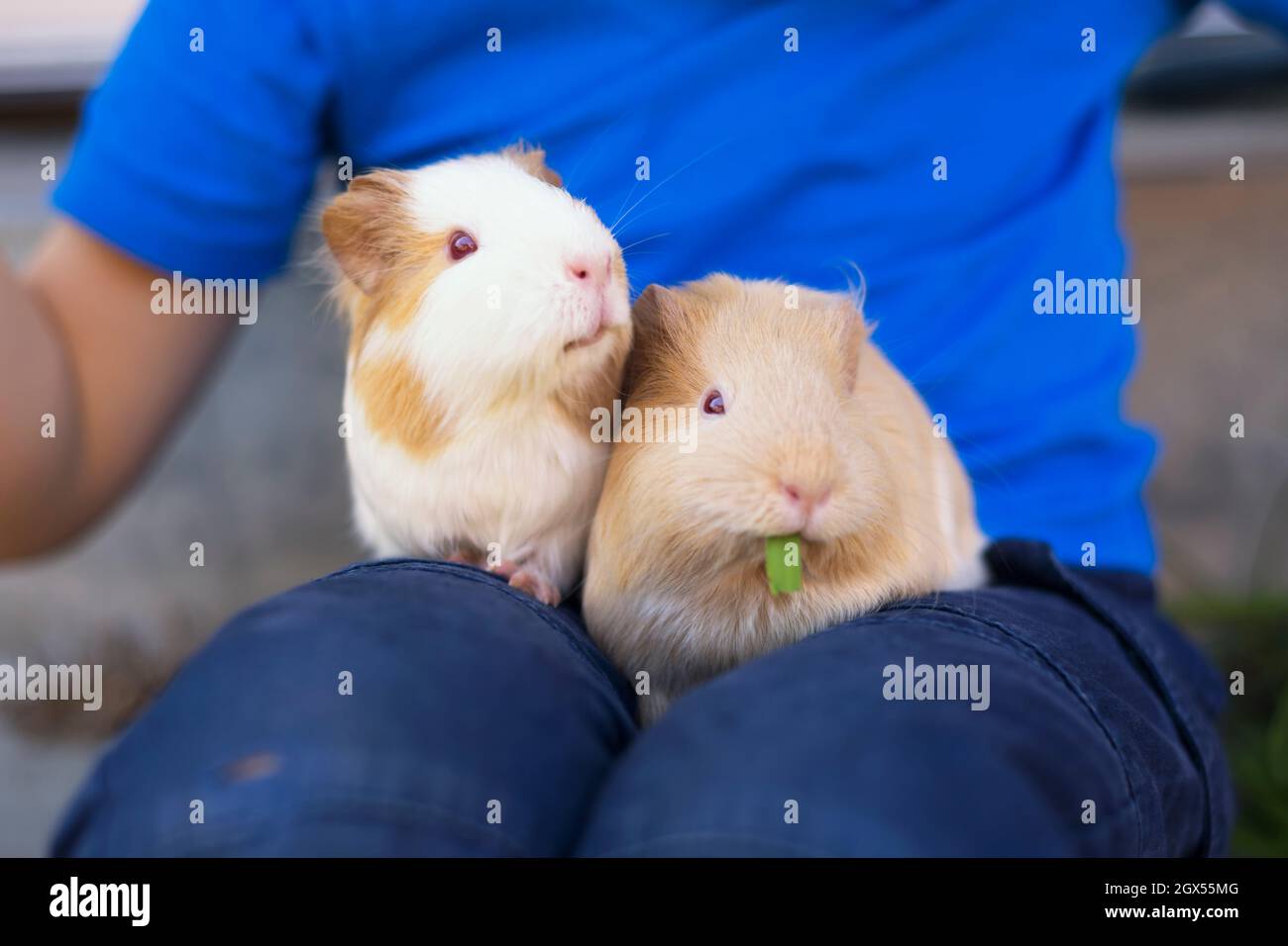 Two sweet guinea pigs comfortably sitting on boy's laps Stock Photo - Alamy
