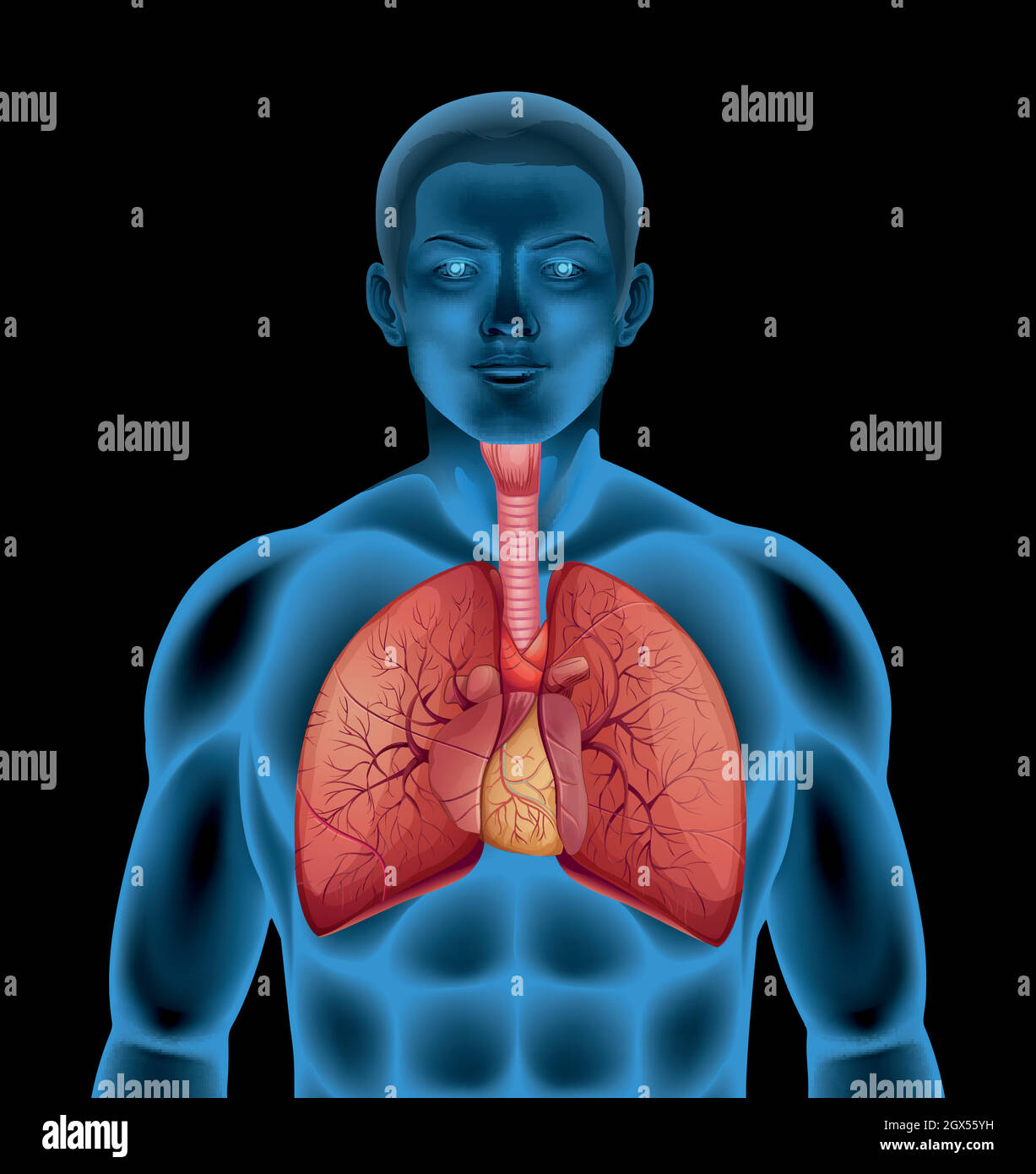 Human respiratory system Stock Vector Image & Art - Alamy