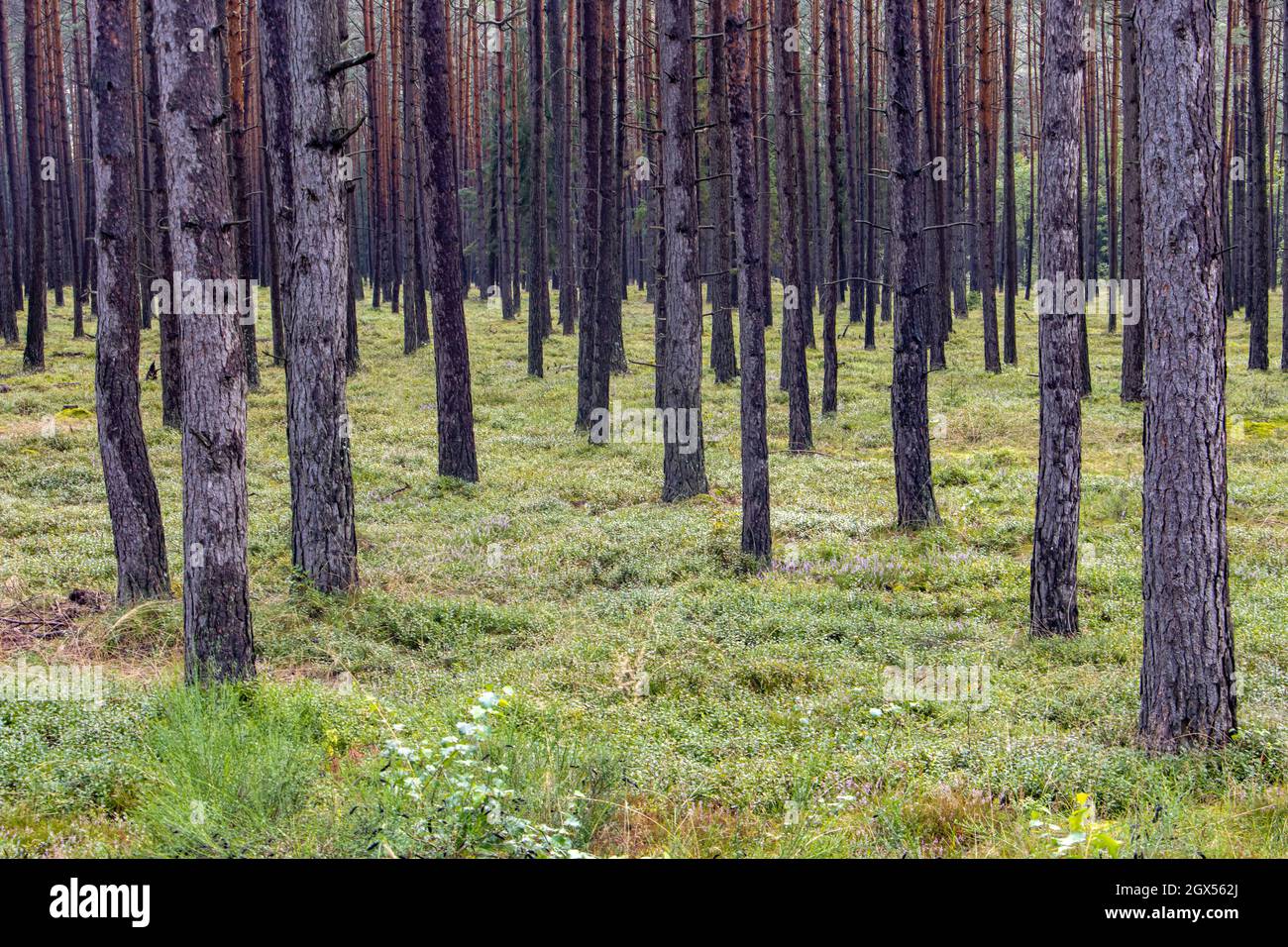 Trunks of coniferous trees in a forest in Central Europe Stock Photo ...