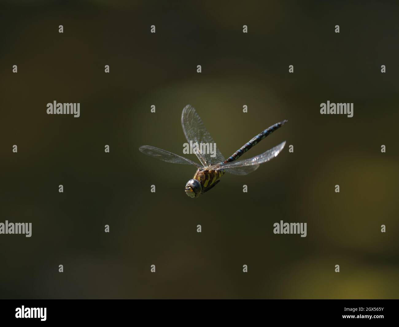 Migrant Hawker Dragonfly - in flight Aeshna mixta Great Leighs,Essex,UK ...