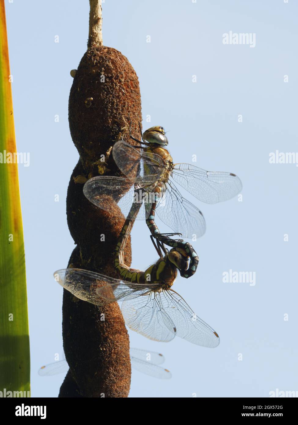 Migrant Hawker Dragonfly pair mating Aeshna mixta Great Leighs,Essex,UK ...