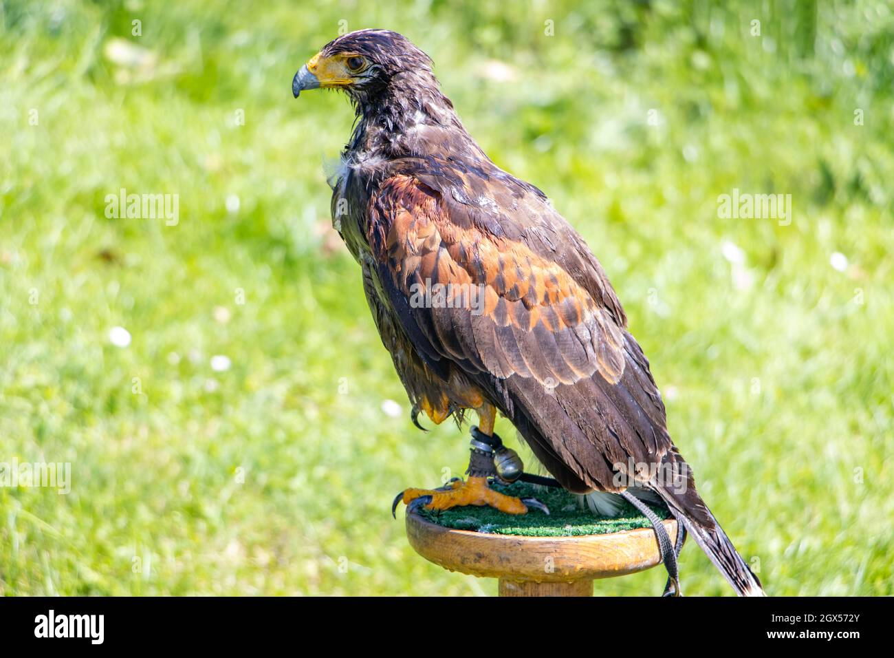 Harris's hawk (Parabuteo unicinctus), formerly known as the bay-winged ...