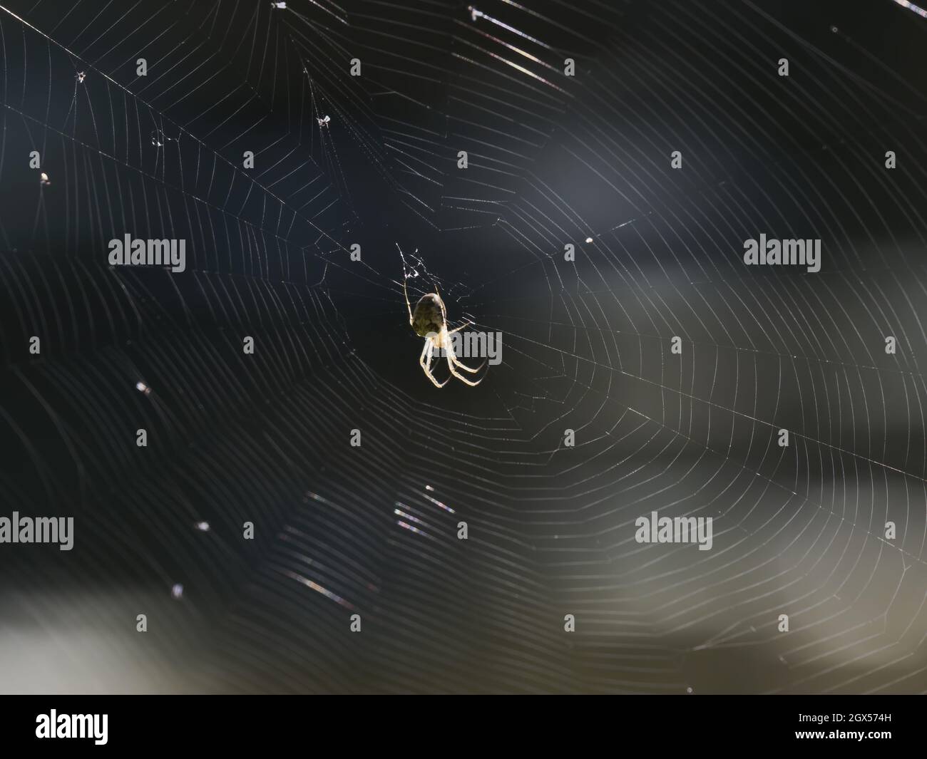 Common Orb Weaver Spider - in web Metellina segmentata Great Leighs ...