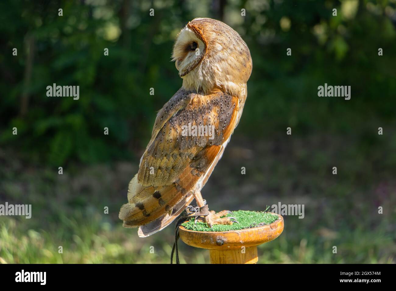 Barn Owl, tyto alba, stands on a stand in the garden Stock Photo - Alamy