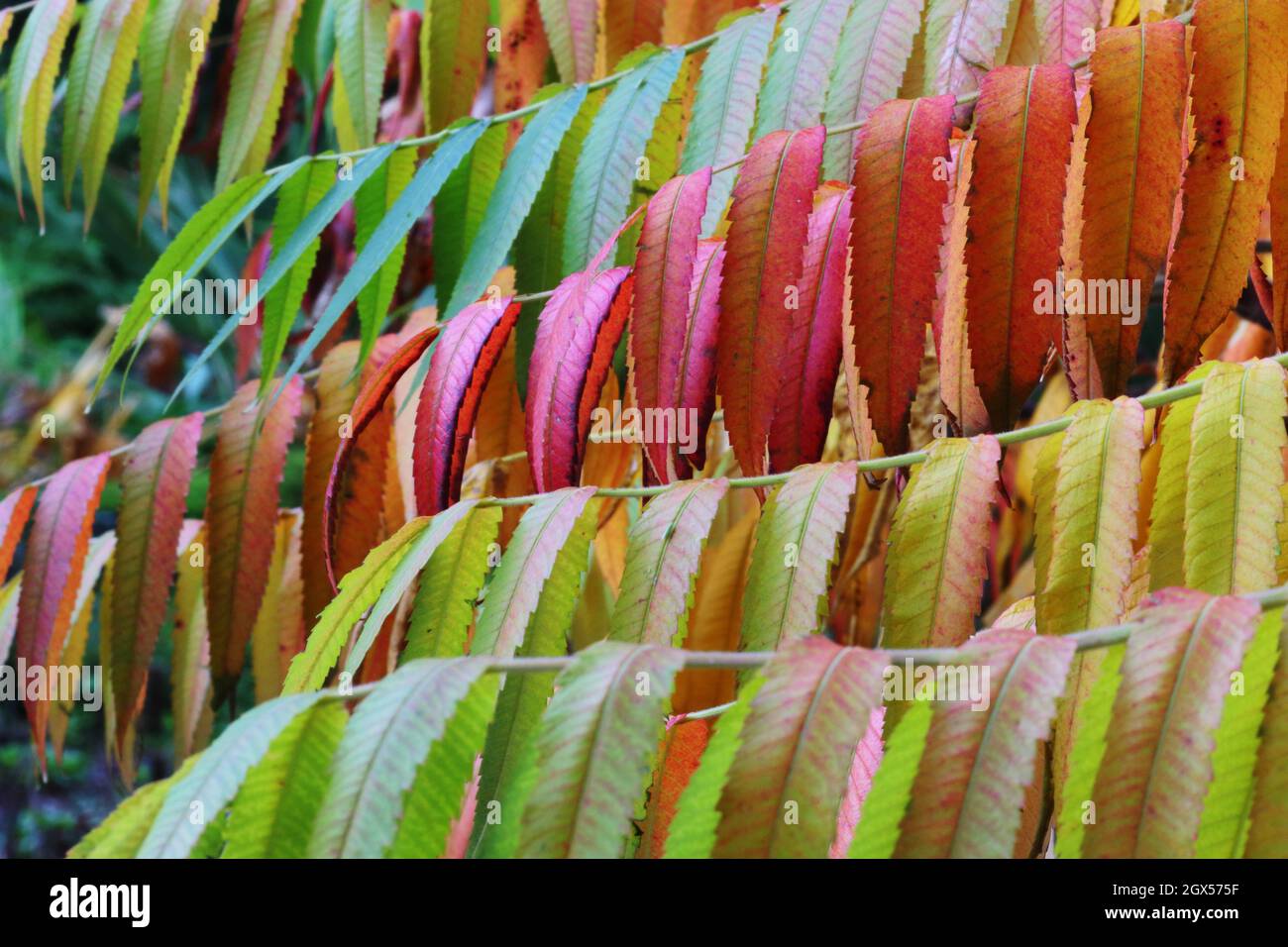 Sumac tree hi-res stock photography and images - Alamy