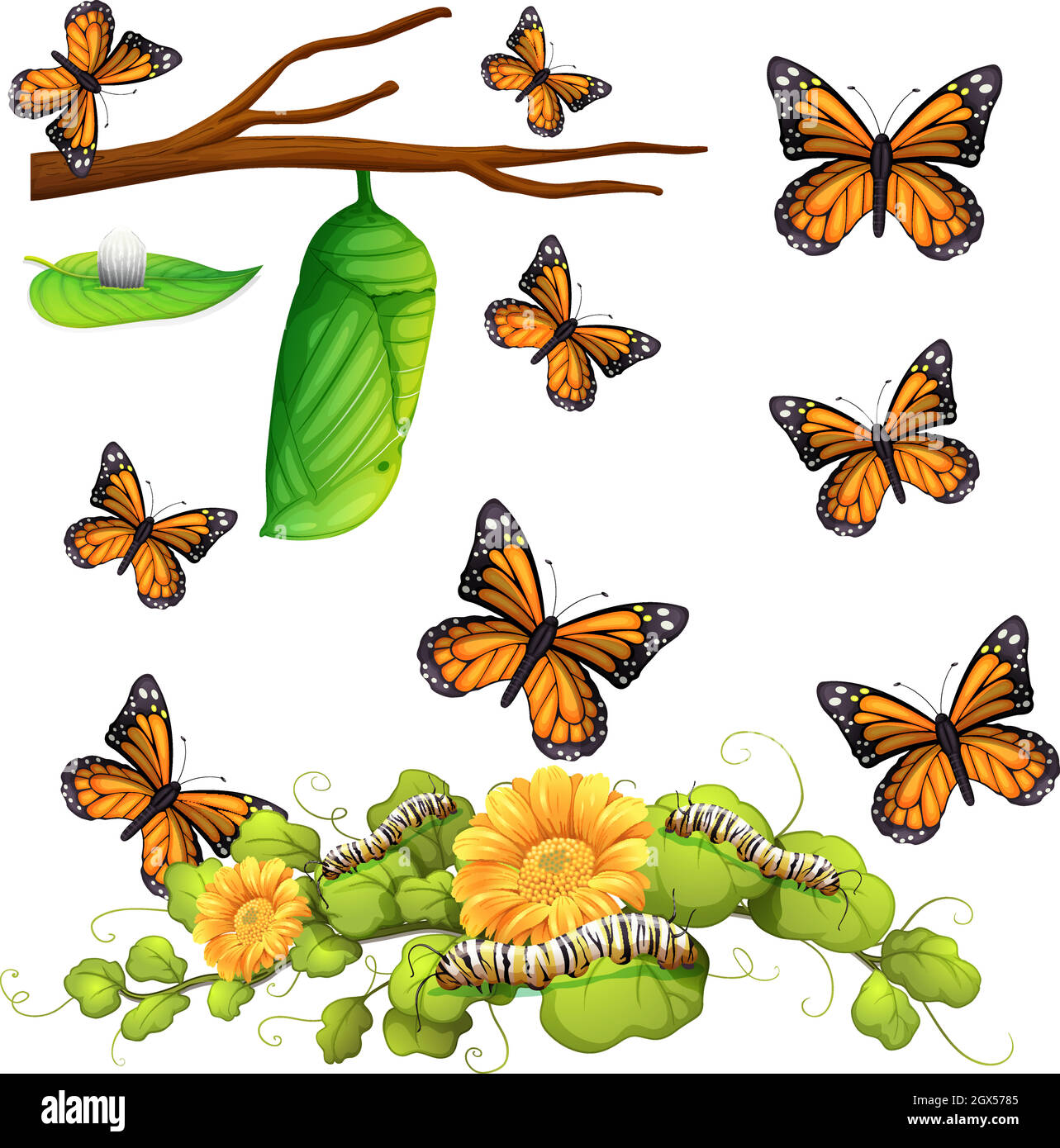 Different stages of butterfly Stock Vector Image & Art - Alamy