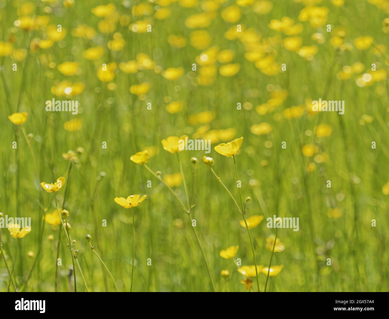 Meadow buttercup buttercups hi-res stock photography and images - Alamy