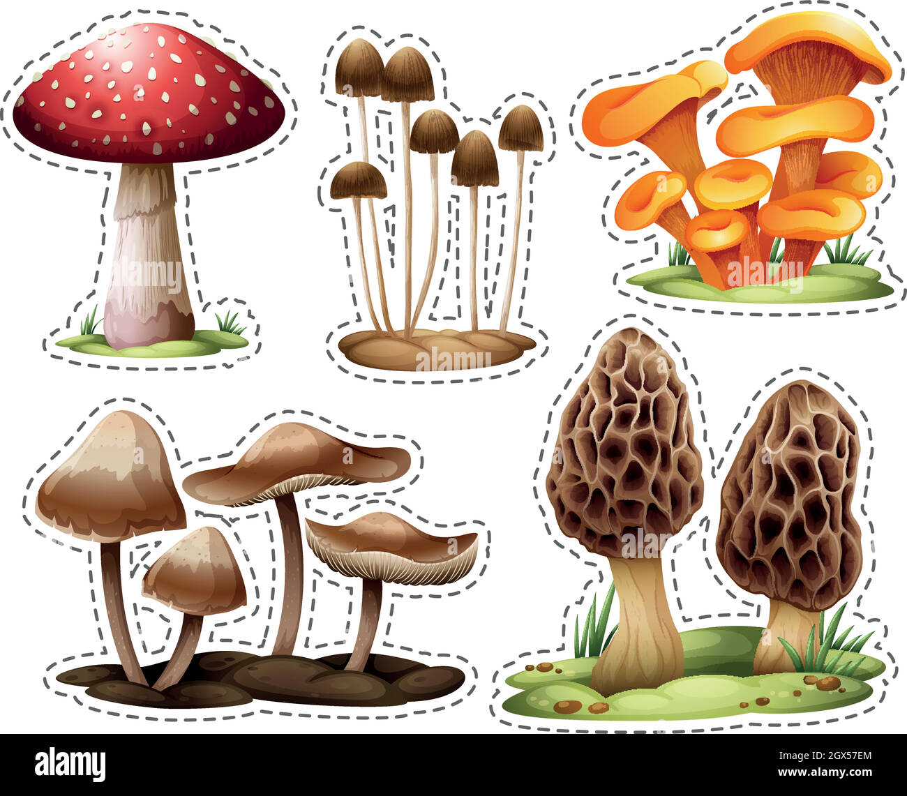 Different types of mushrooms Stock Vector Image & Art - Alamy