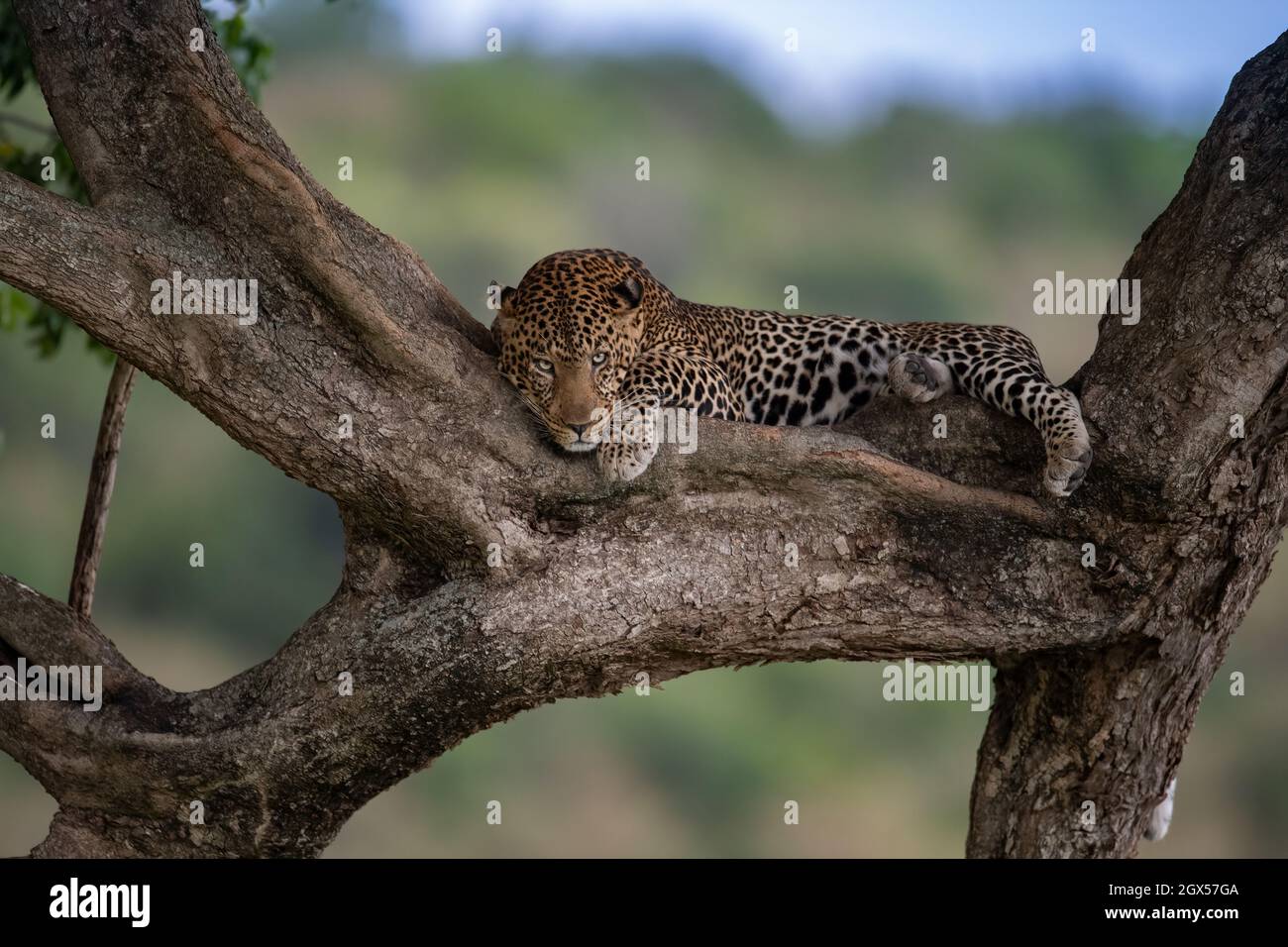 Male leopard in acacia tree hi-res stock photography and images - Alamy