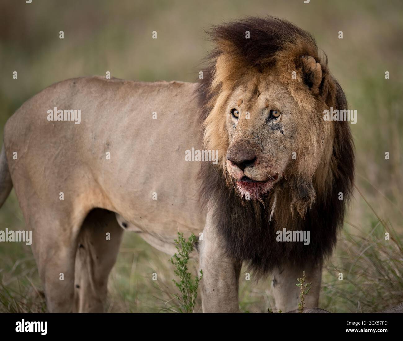 Male lion and masi mara hi-res stock photography and images - Alamy