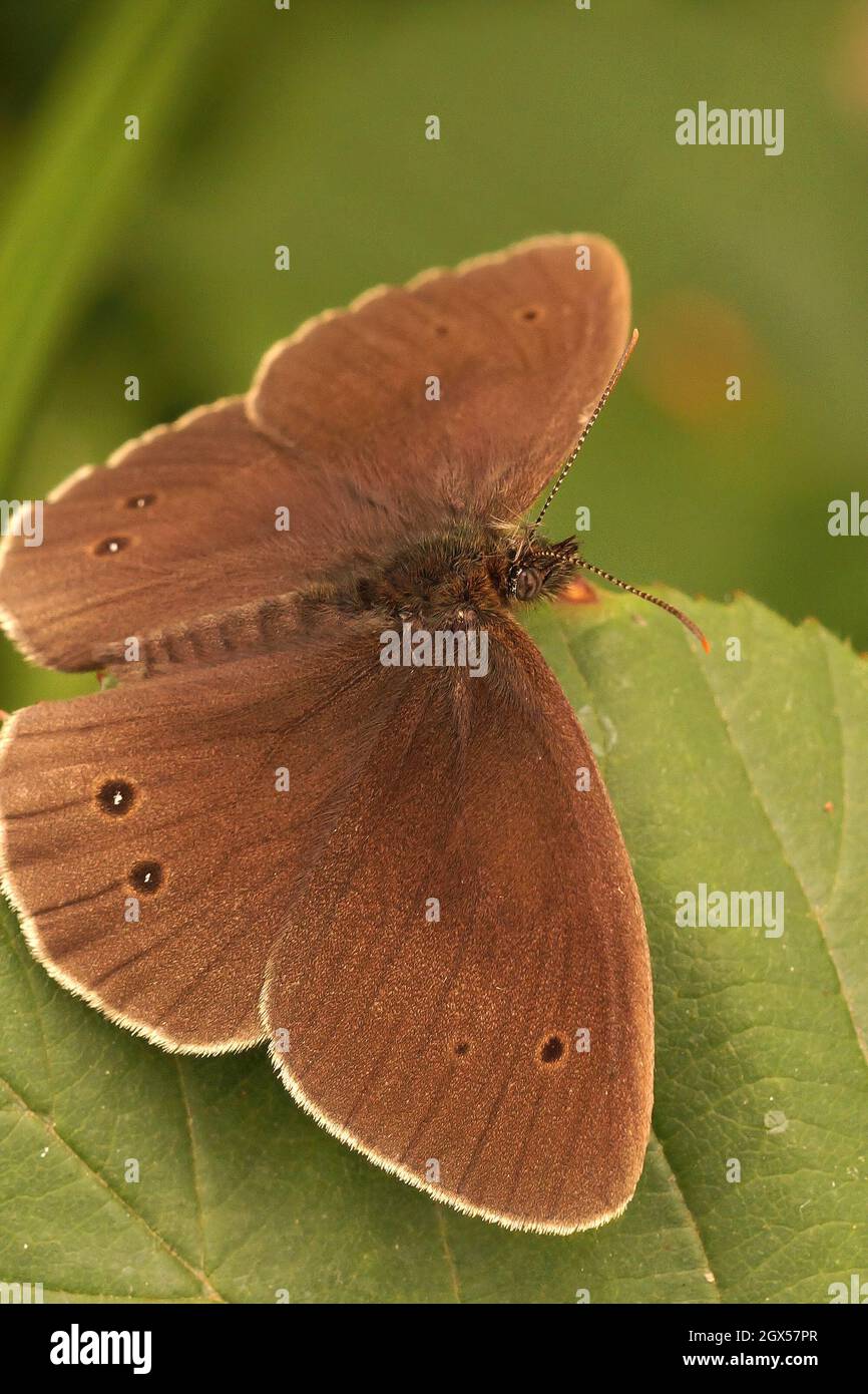 Closeup on the ringlet butterfly, Aphantopus hyperantus, sitting Stock ...