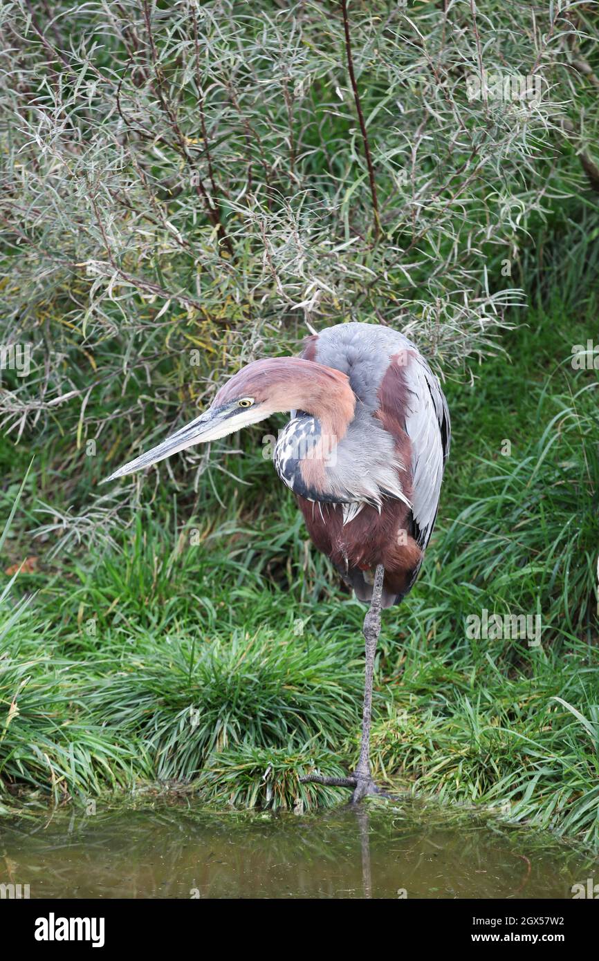 Goliath heron in the nature Stock Photo - Alamy