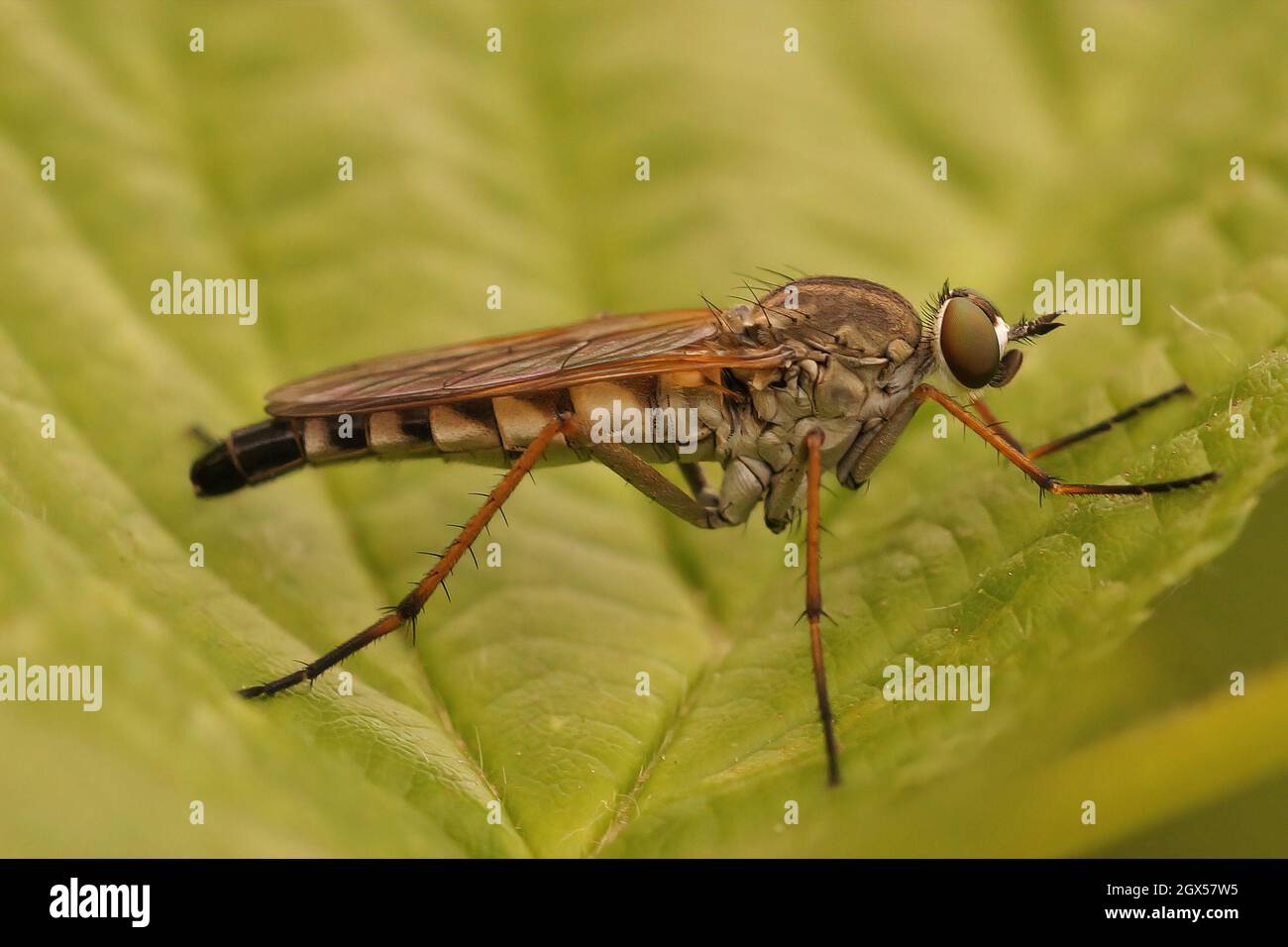Closeup on a large stiletto fly species, Cliorismia rustica Stock Photo ...
