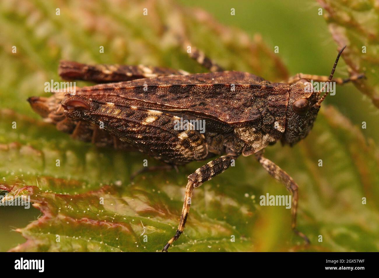 Groundhopper hi-res stock photography and images - Alamy