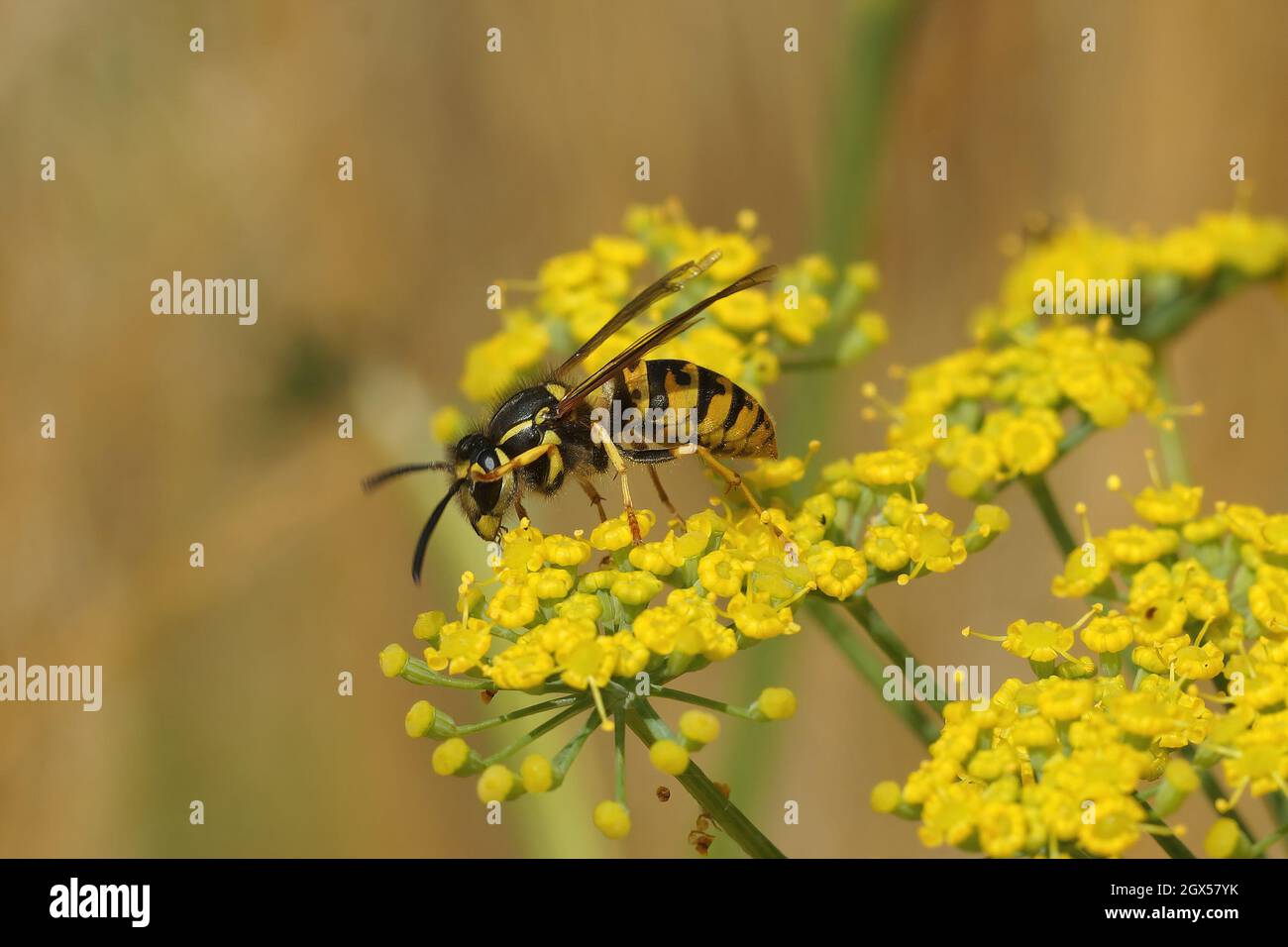 Closeup on the Common wasp , Vespula vulgaris Stock Photo - Alamy