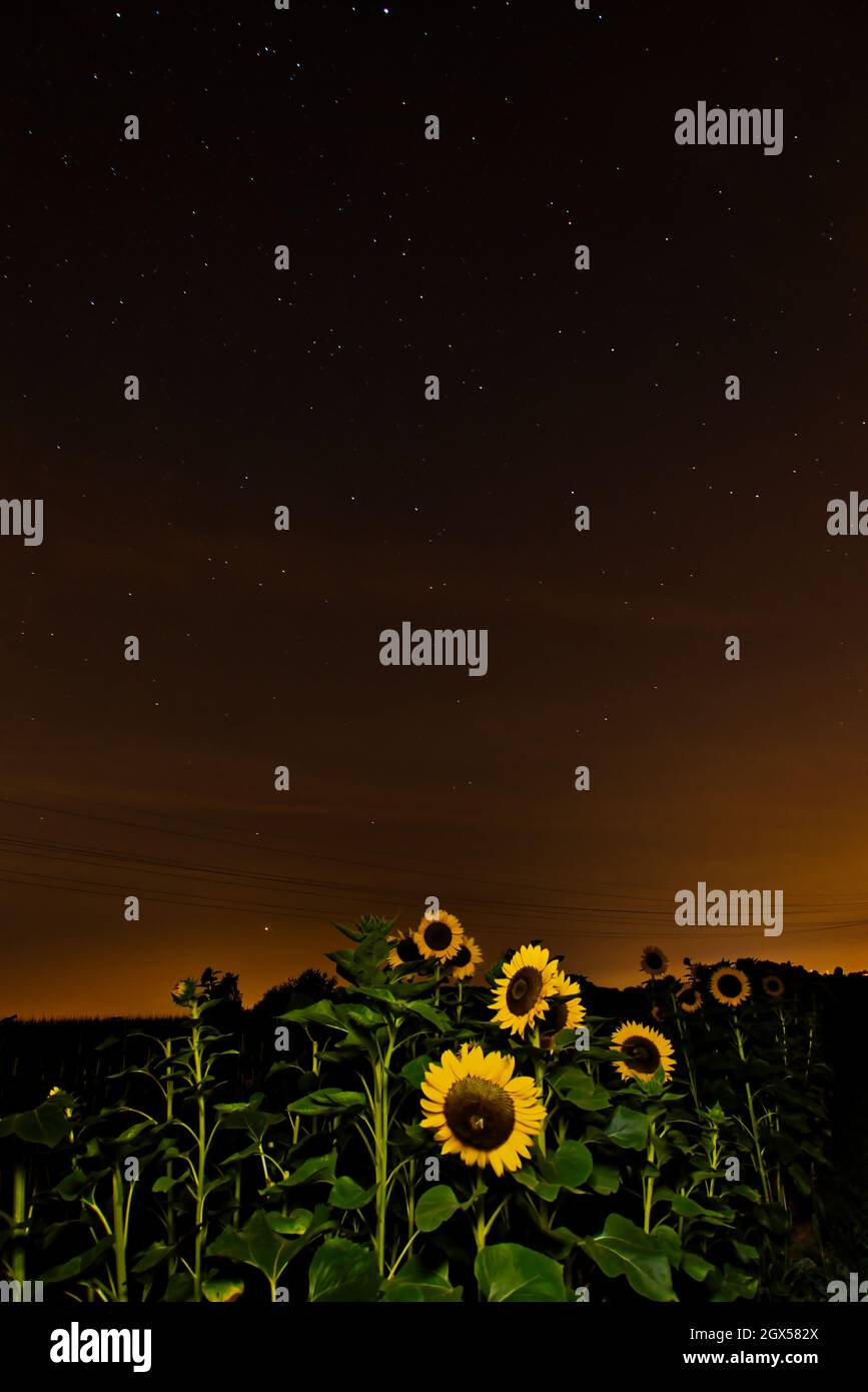 Sunflower field on a starry night Stock Photo - Alamy