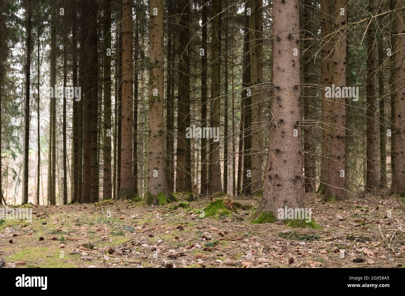 Forest scene with coniferous trees in the woodlands in Westerwald ...