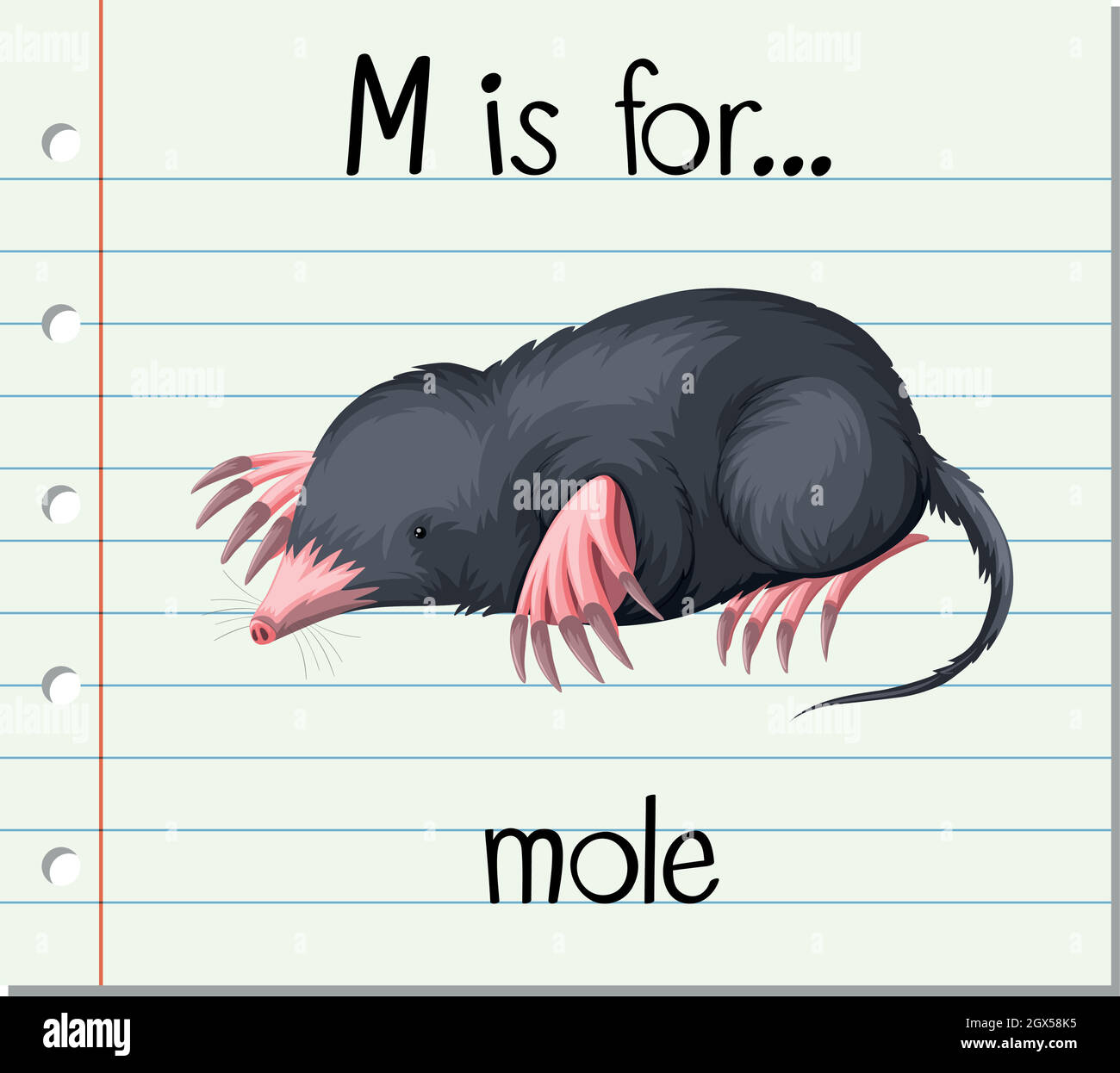 Flashcard letter M is for mole Stock Vector Image & Art - Alamy