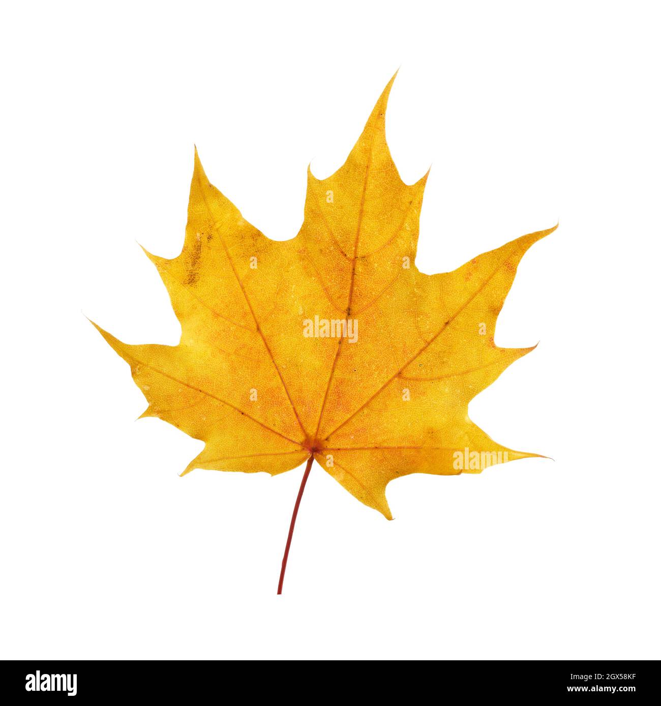 Autumn maple leaf isolated on white background Stock Photo - Alamy