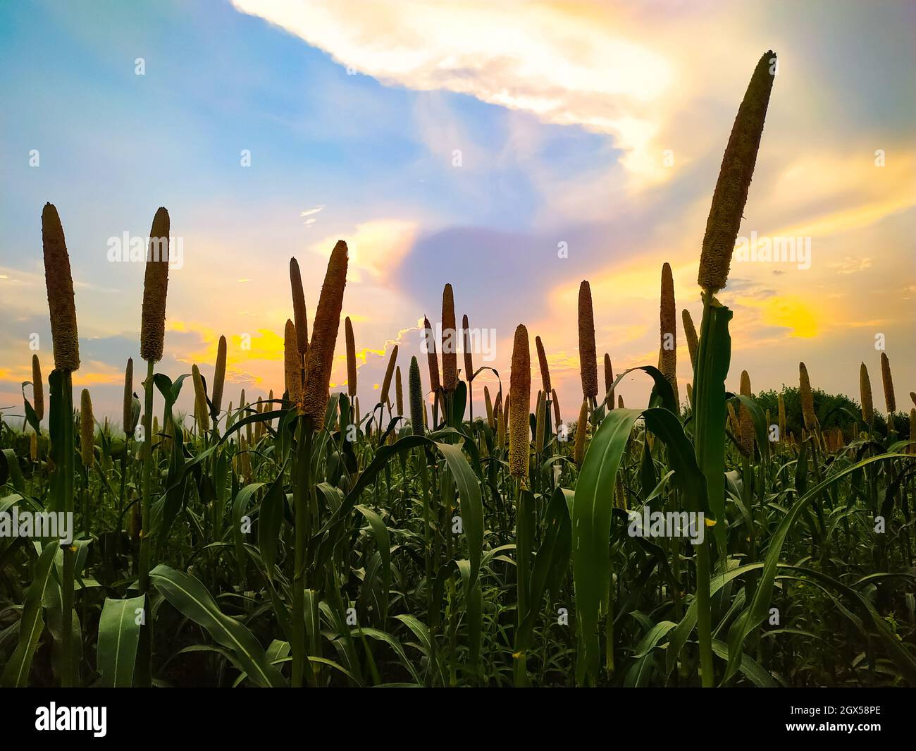 View of the corn field during sunset Stock Photo - Alamy