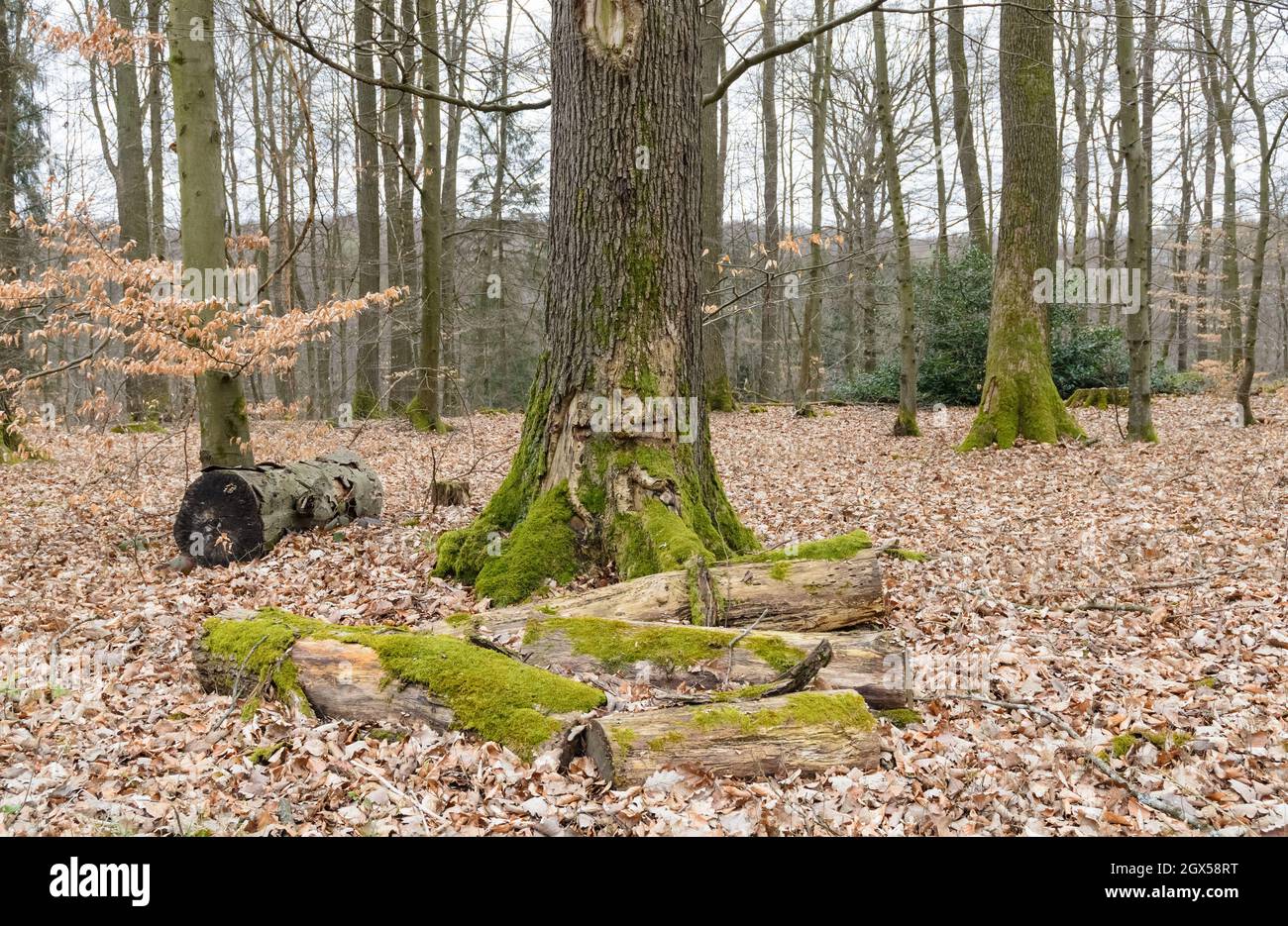 Forest scene with tree trunks in the woodlands during autumn season in ...