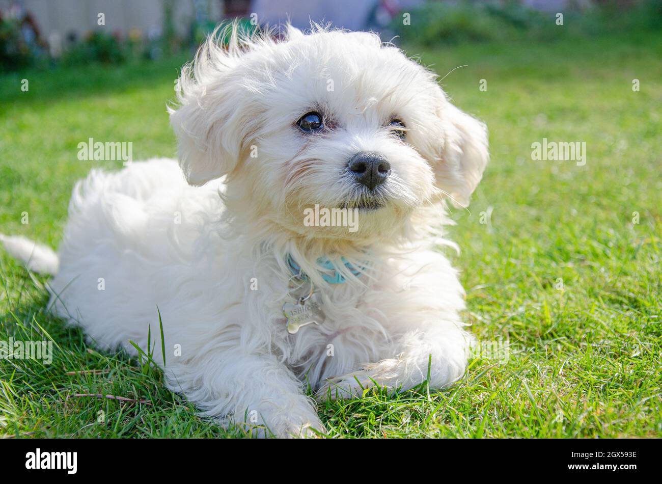 Cavapoo on white hi-res stock photography and images - Alamy