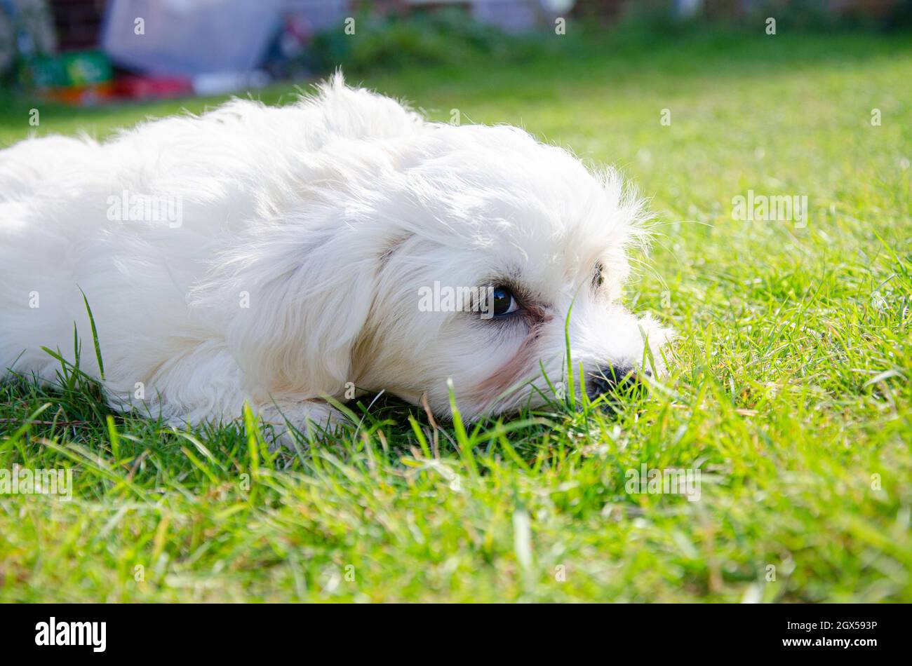 A cavapoo puppy lying down outside on the floor on a lawn in a garden ...