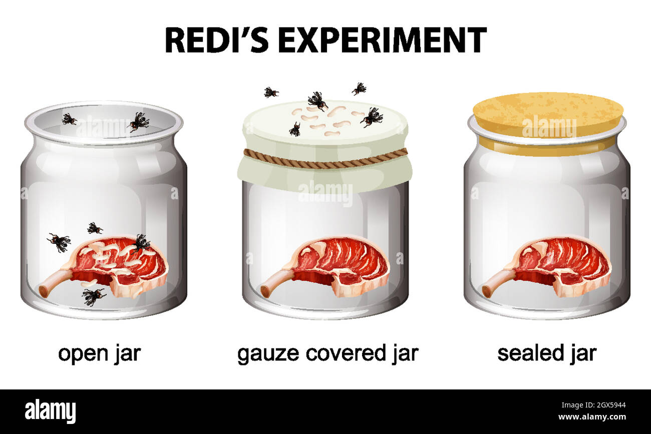 Redi's Experiment diagram for education Stock Vector Image & Art - Alamy