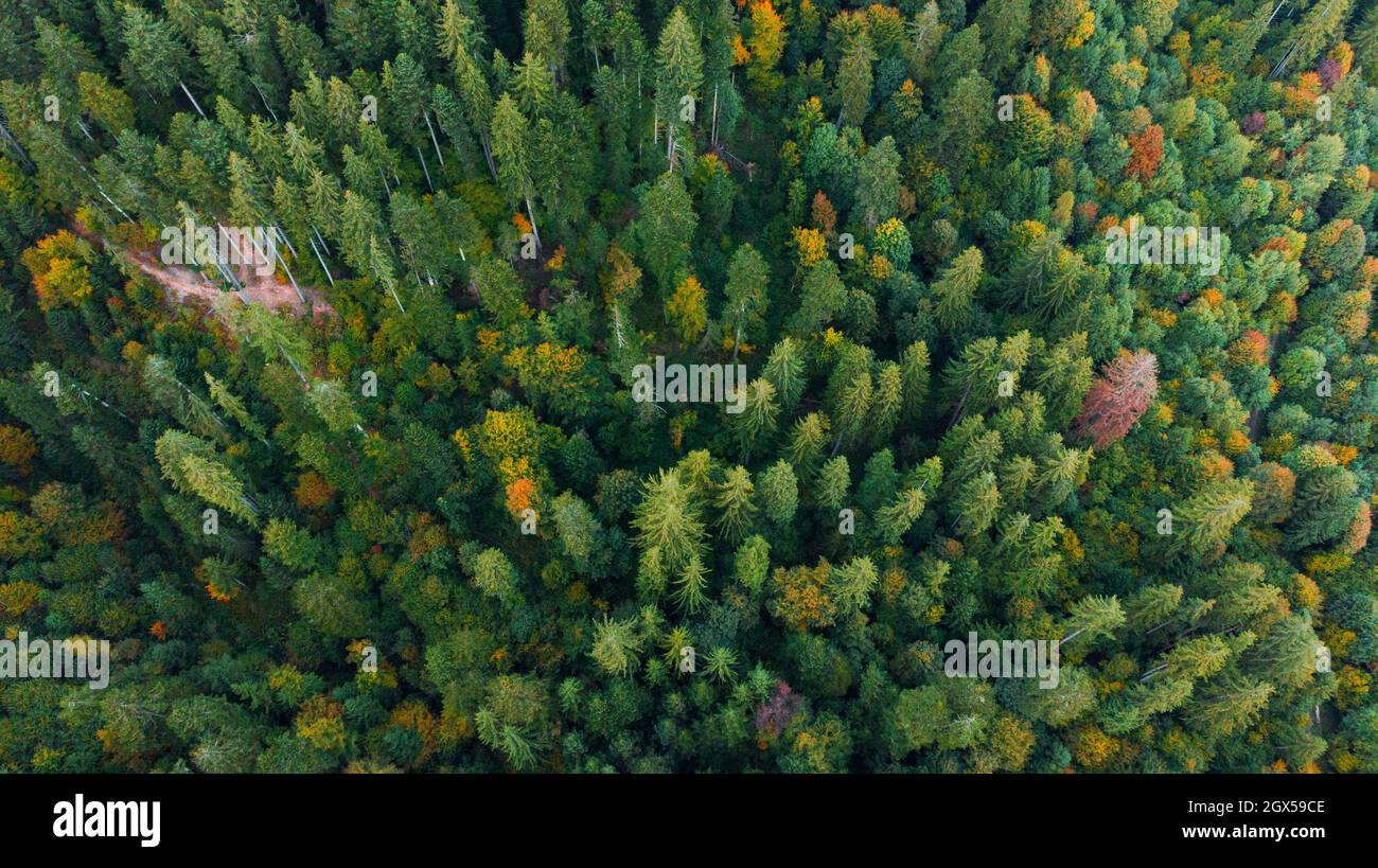 Top down forest hi-res stock photography and images - Alamy