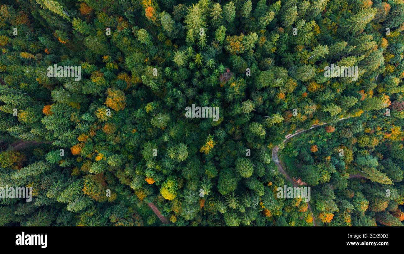 Aerial view of boreal forest hi-res stock photography and images - Alamy