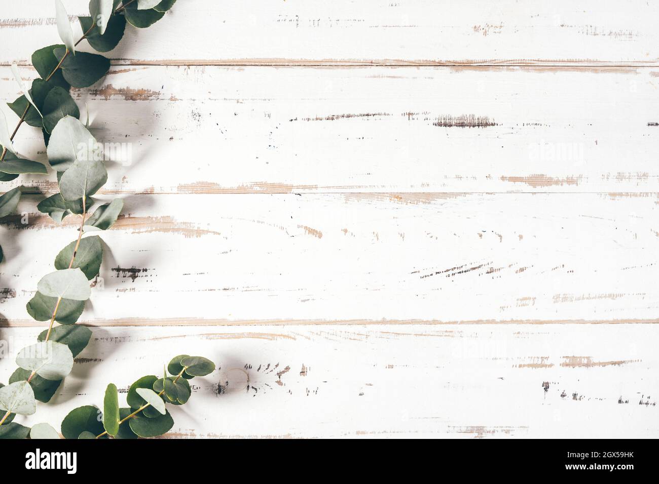 Frame made of eucalyptus branches on white background Stock Photo - Alamy