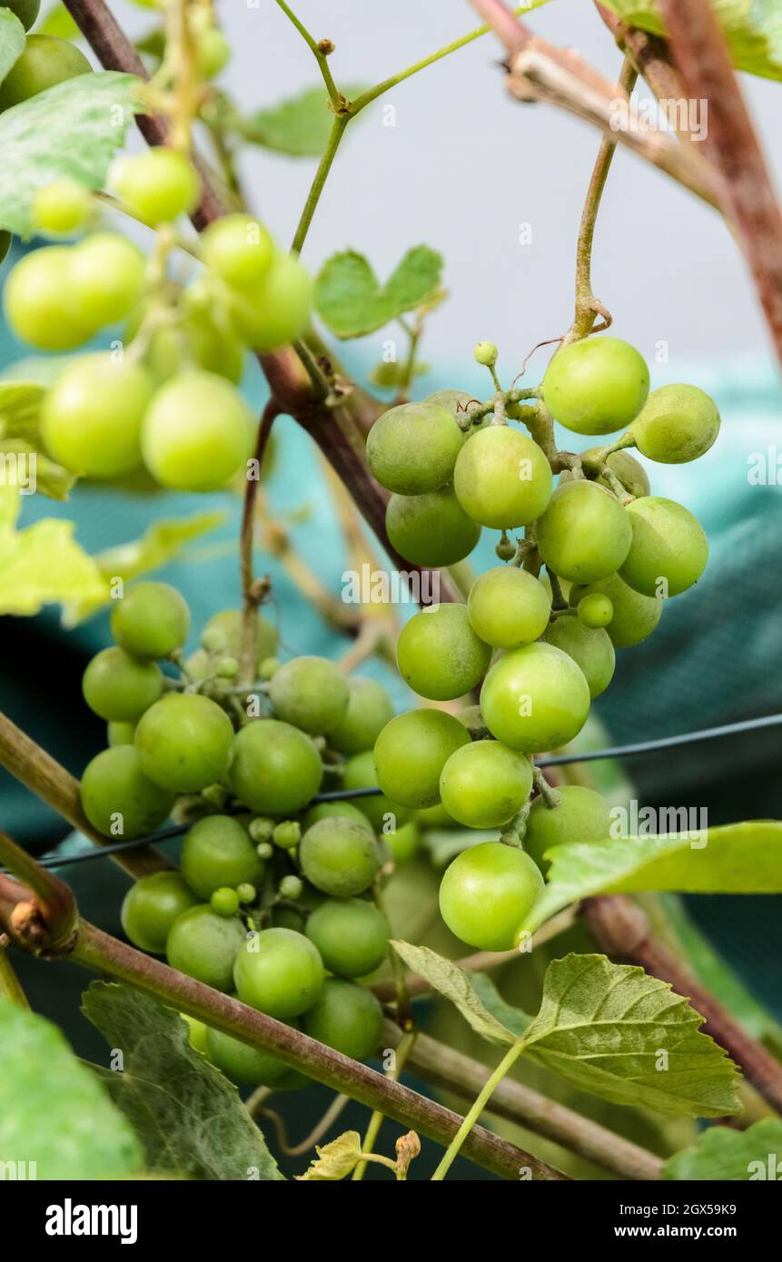 Vitis vinifera, green grapevine plant with grapes, common grape vine ...