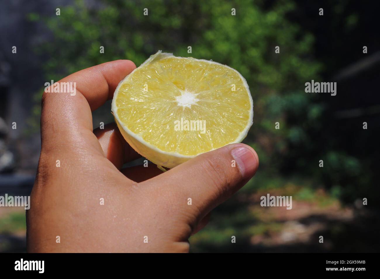 Hand peeled lemon hi-res stock photography and images - Alamy