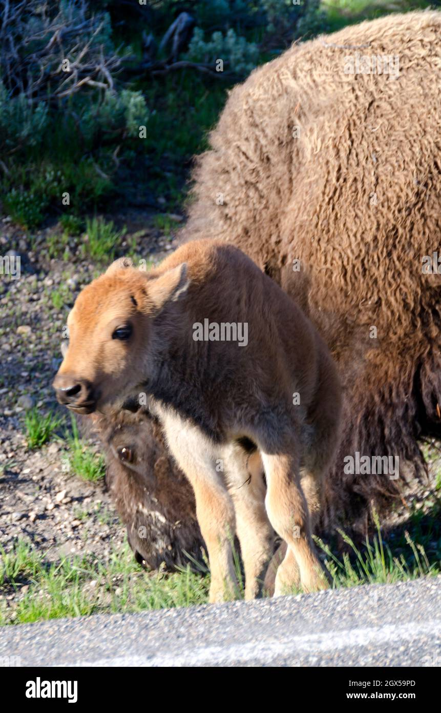 bison change the fur in Yellowstone National Park in Wyoming Stock ...