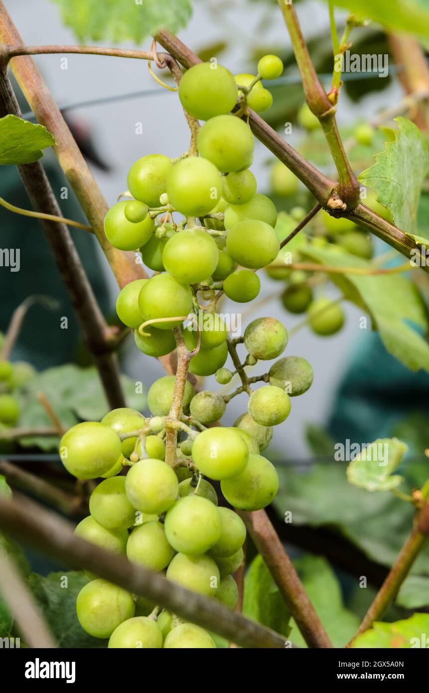 Garden grape vine hi-res stock photography and images - Alamy
