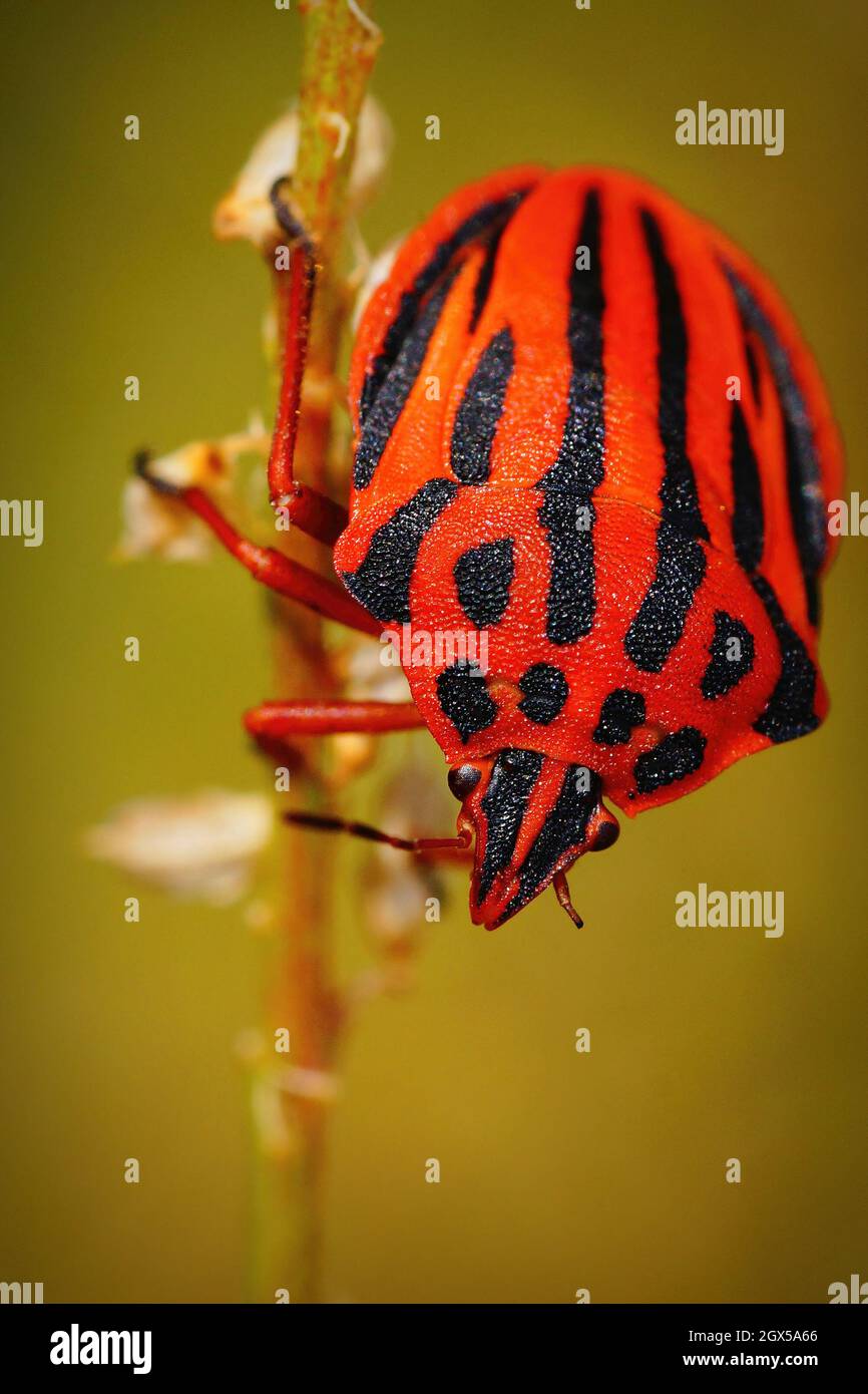 Graphosoma semipunctatum red bug with black stripes and dots on a plant ...