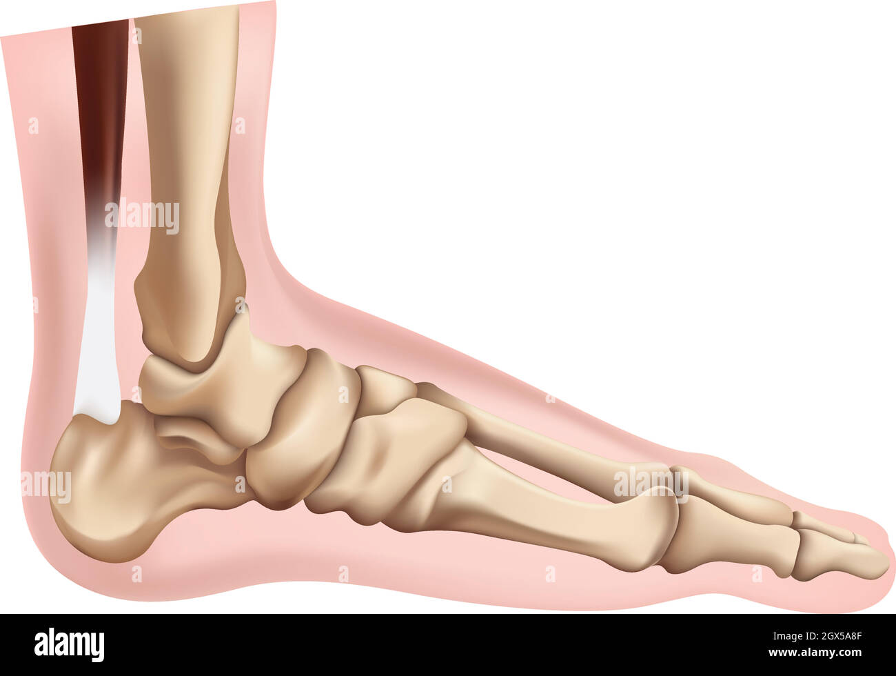 Biological skeleton Stock Vector Images - Alamy