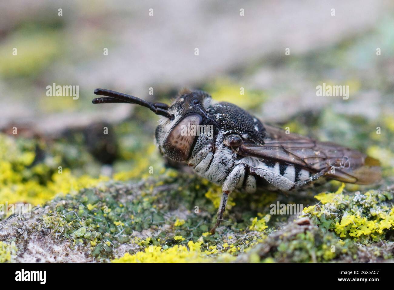 Short Sharptail High Resolution Stock Photography and Images - Alamy