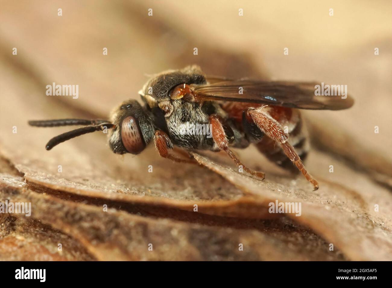 Closeup of the colorful and seldomn photographed White-spotted Red ...