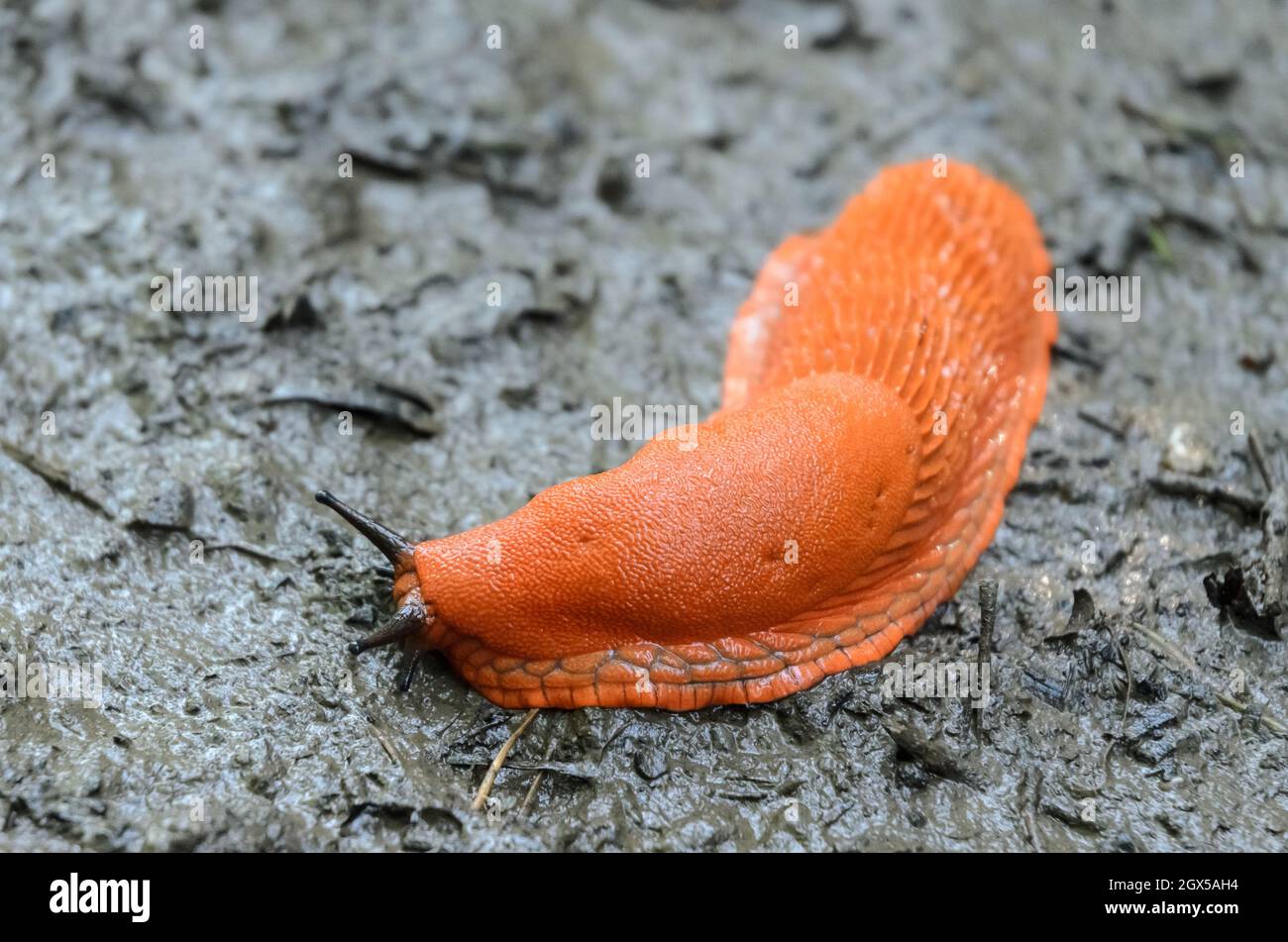 Rufus the red hi-res stock photography and images - Alamy