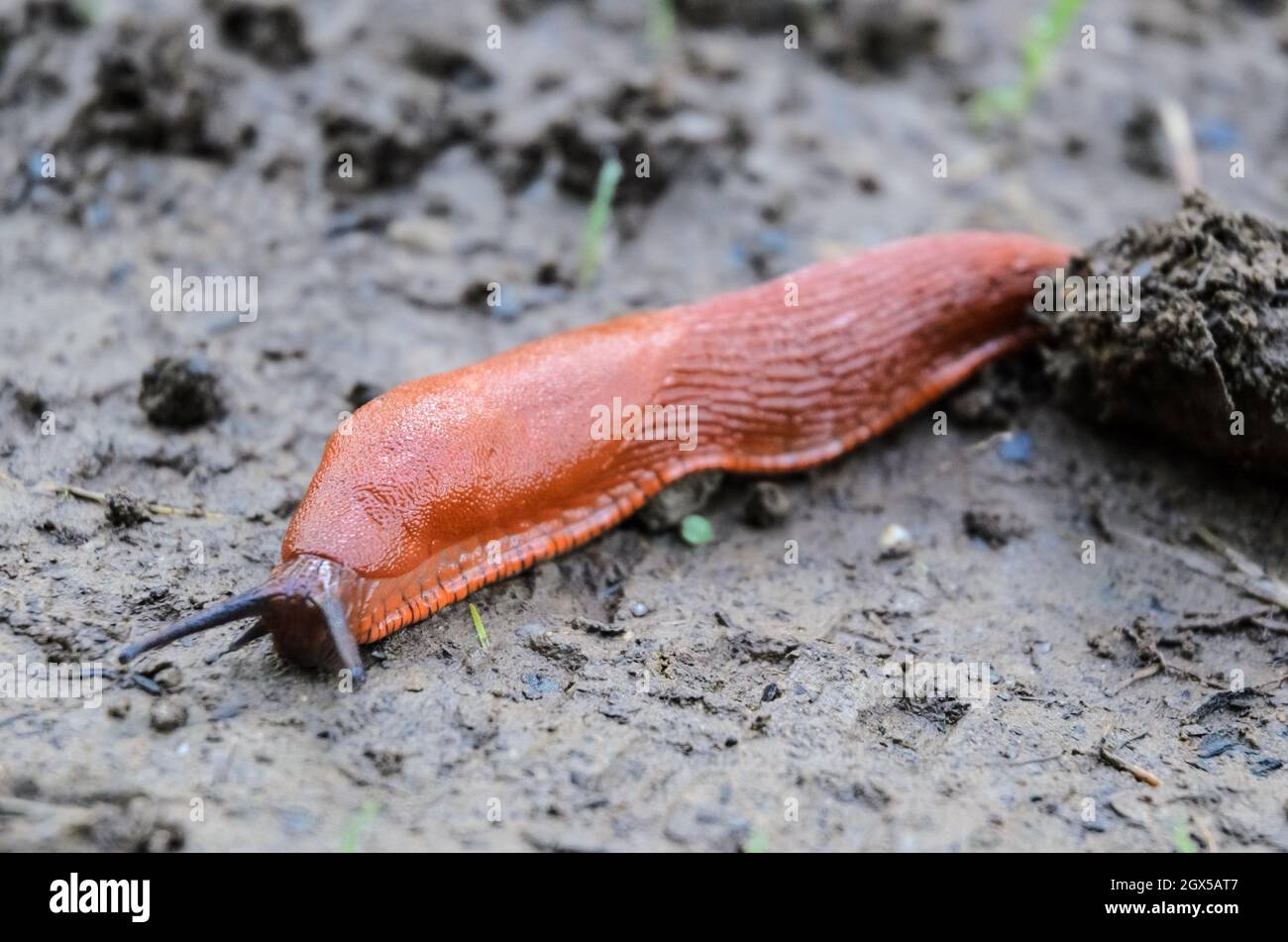 Arion rufus hi-res stock photography and images - Alamy