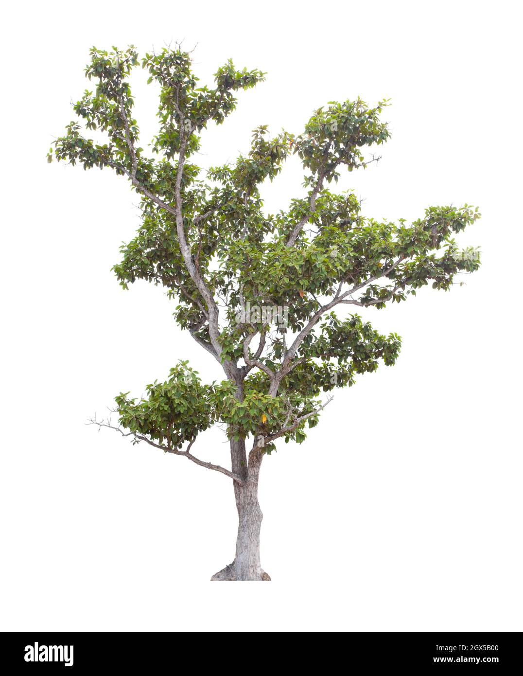 The freshness big green tree isolated on white background Stock Photo ...