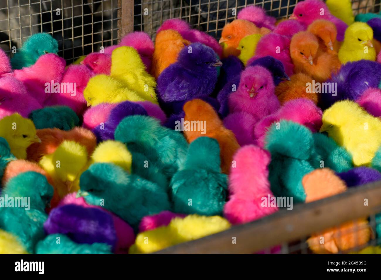 Colored Baby Chicks