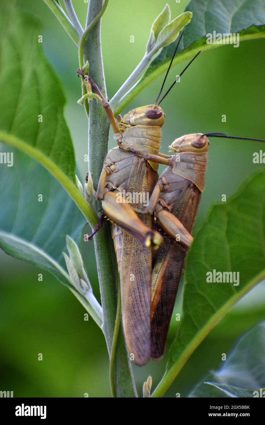 Giant grasshoppers mating. Valanga irregularis Stock Photo - Alamy