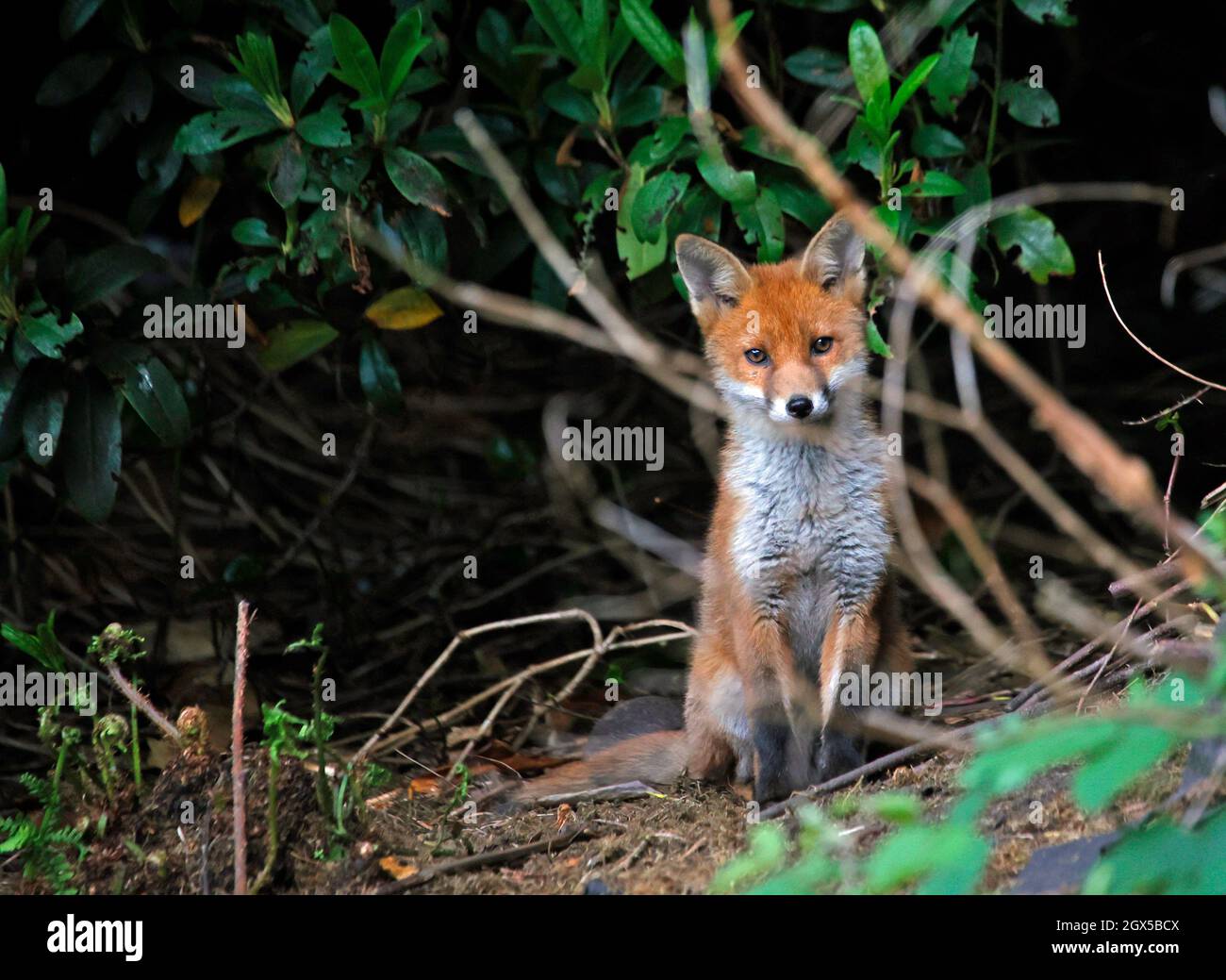 Wildlife suburban setting hi-res stock photography and images - Alamy