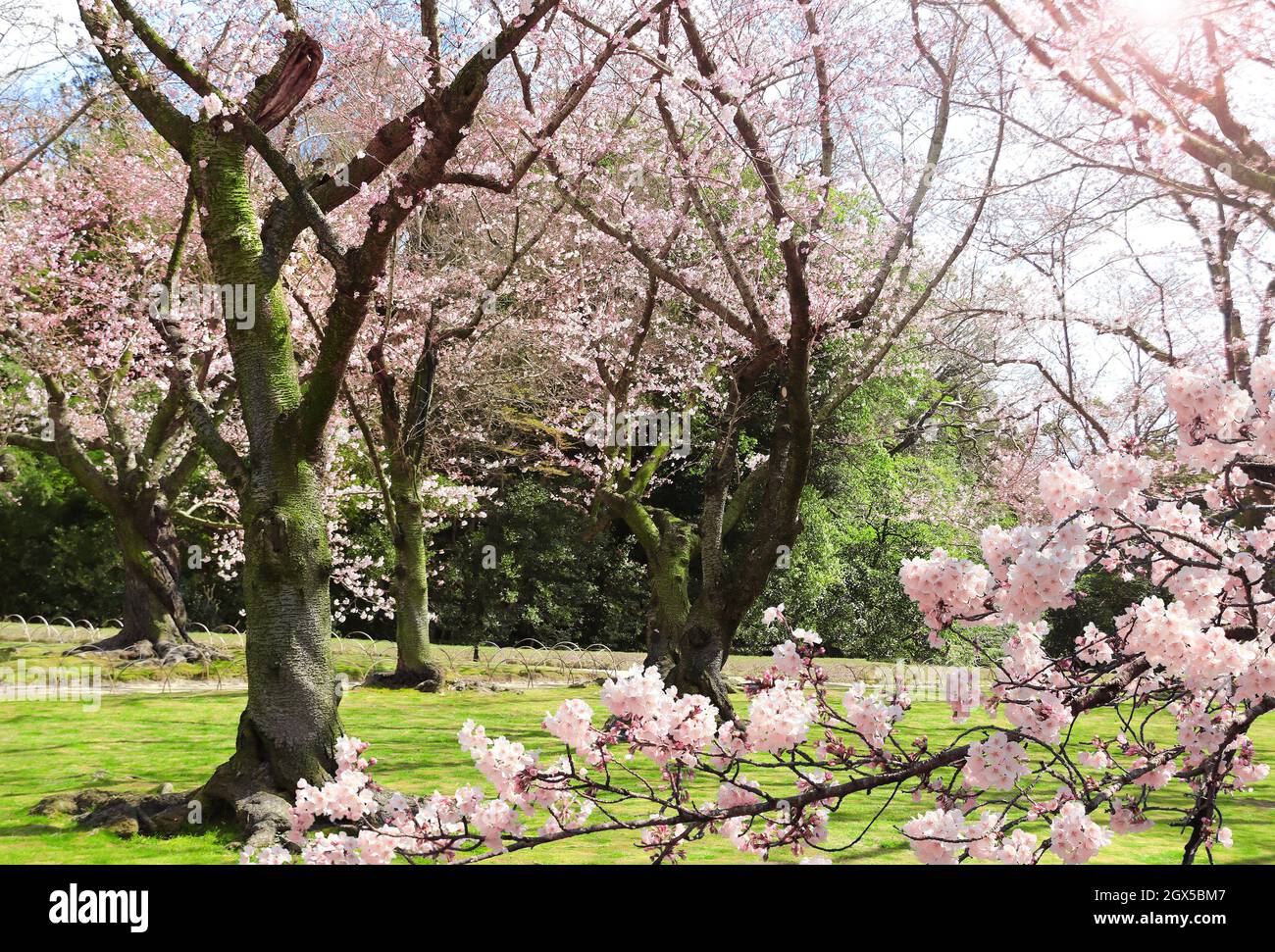 Japanese hanami festival when people enjoy sakura blossom. Cherry ...