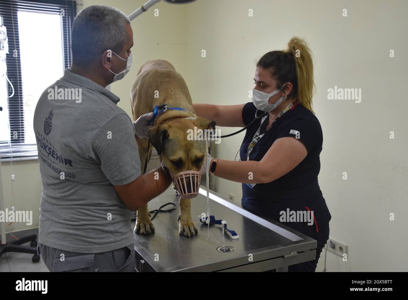 Boji dog hi-res stock photography and images - Alamy