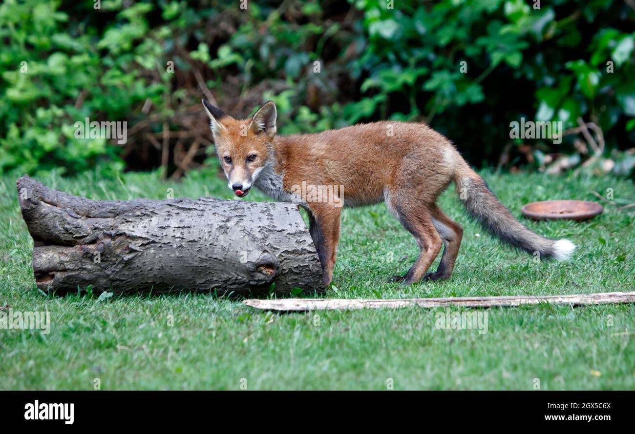 Suburban foxes hi-res stock photography and images - Alamy